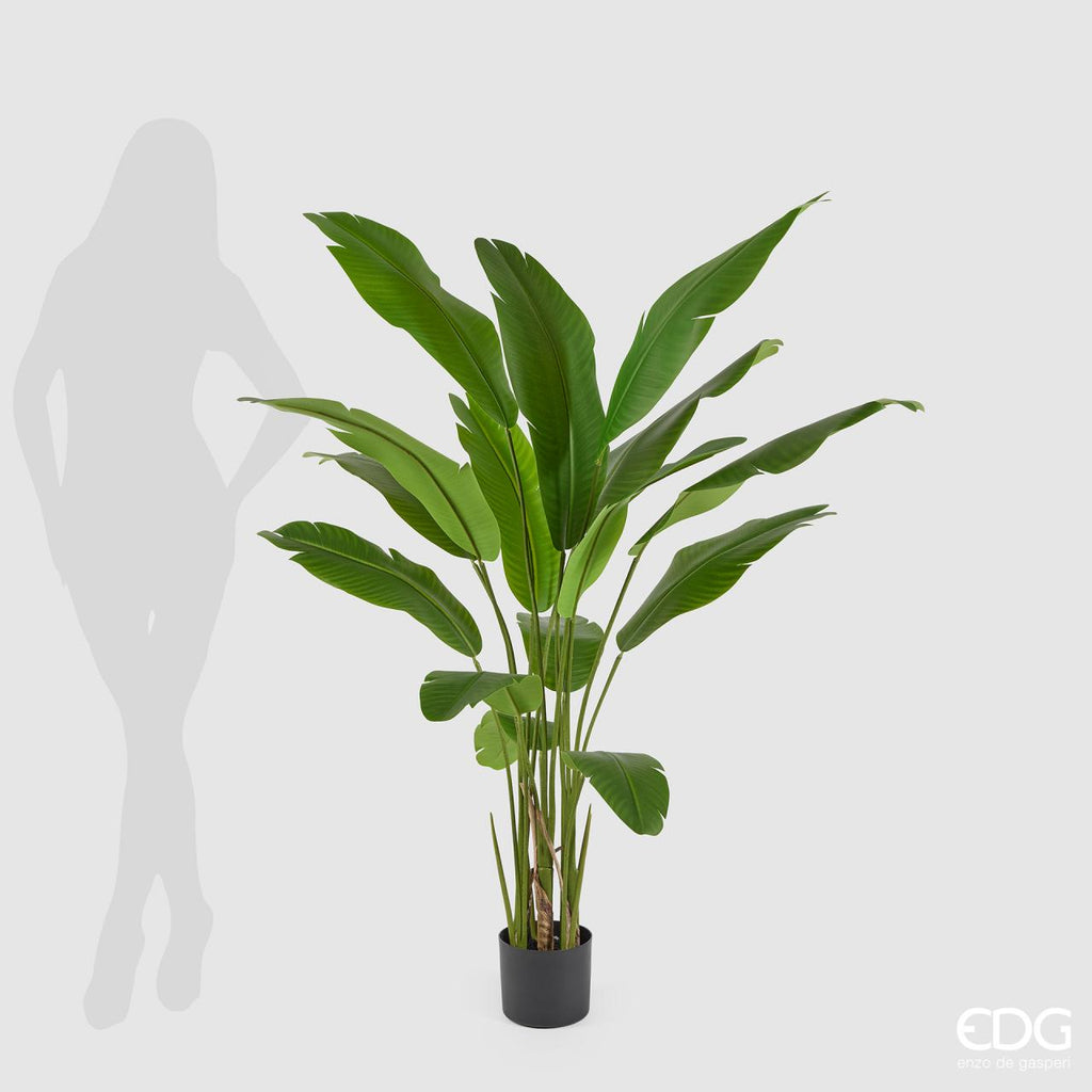 EDG Enzo De Gasperi Pianta Strelitzia Chic con Vaso H155 cm – Le Gioie
