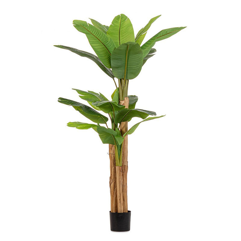 Andrea Bizzotto Banana Plant with Pot 20 leaves H200 cm – Le Gioie