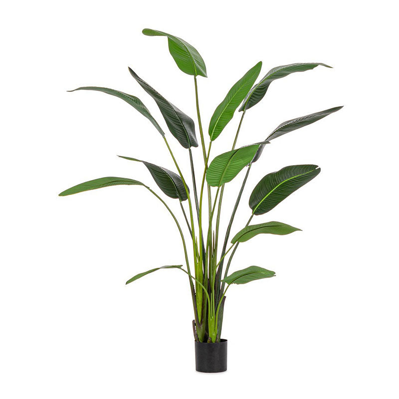 Andrea Bizzotto Pianta con vaso Strelitzia Chic H235 cm – Le Gioie