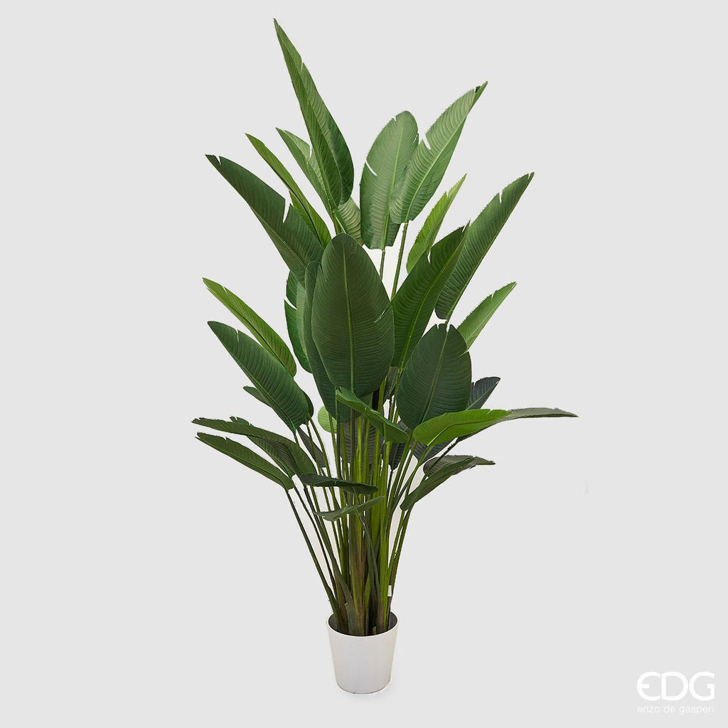 EDG Enzo De Gasperi pianta con vaso Strelitzia Chic Gigante H245 cm – Le Gioie