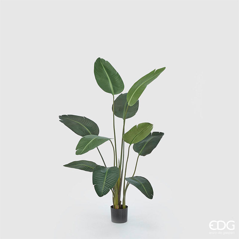 EDG Enzo De Gasperi pianta con vaso Strelitzia Chic h150 cm – Le Gioie